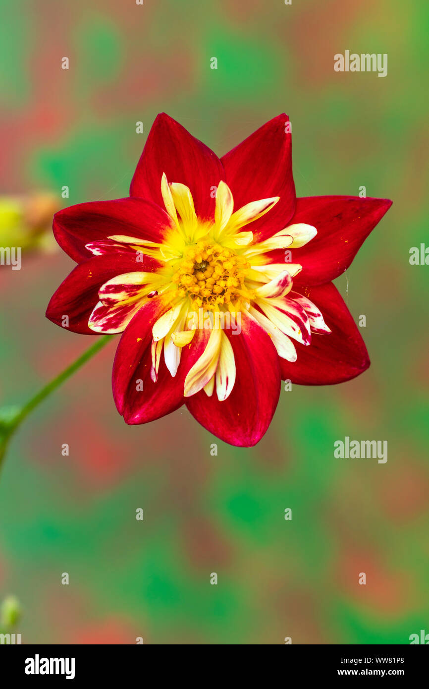 Dahlia about to open close up hi-res stock photography and images - Alamy