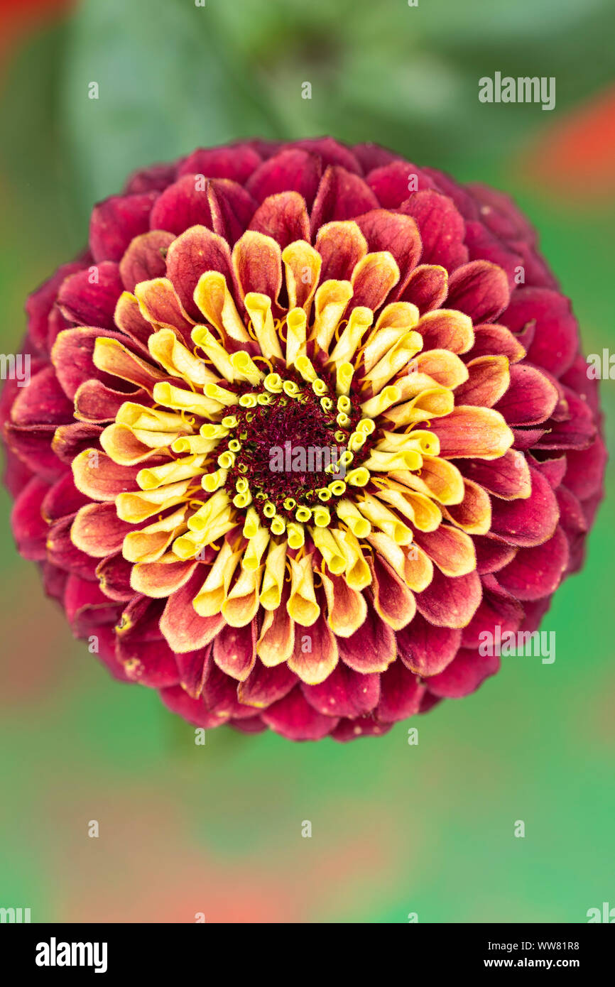 Red lime tree hi-res stock photography and images - Alamy