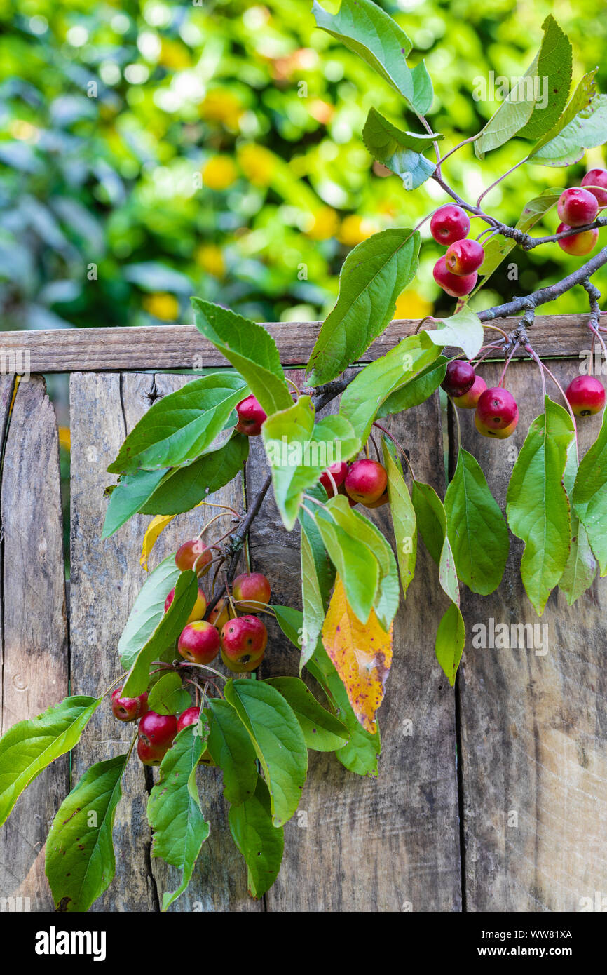 Twig with red fresh ornamental apples, close-up Stock Photo - Alamy