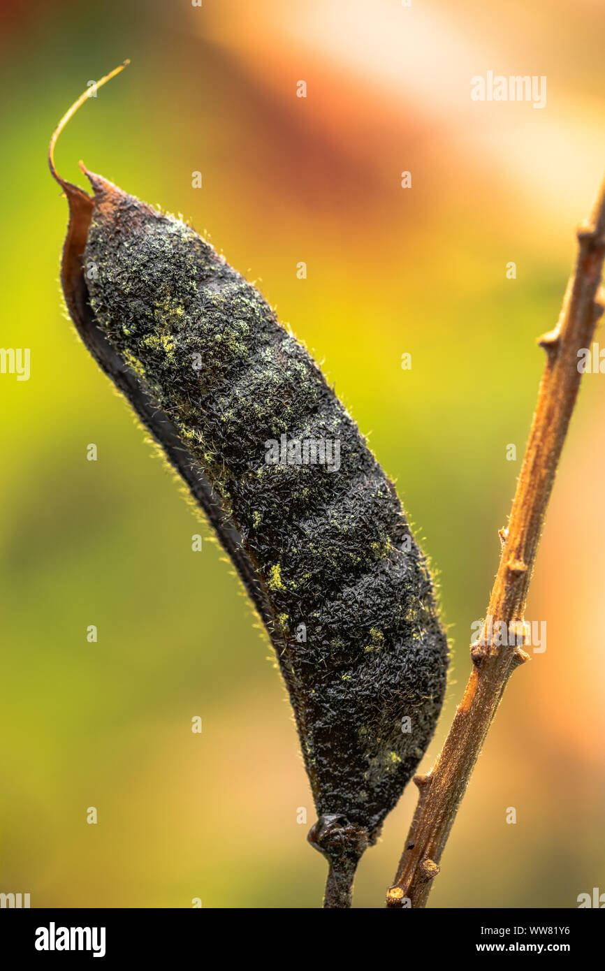 Seed hull hi-res stock photography and images - Alamy