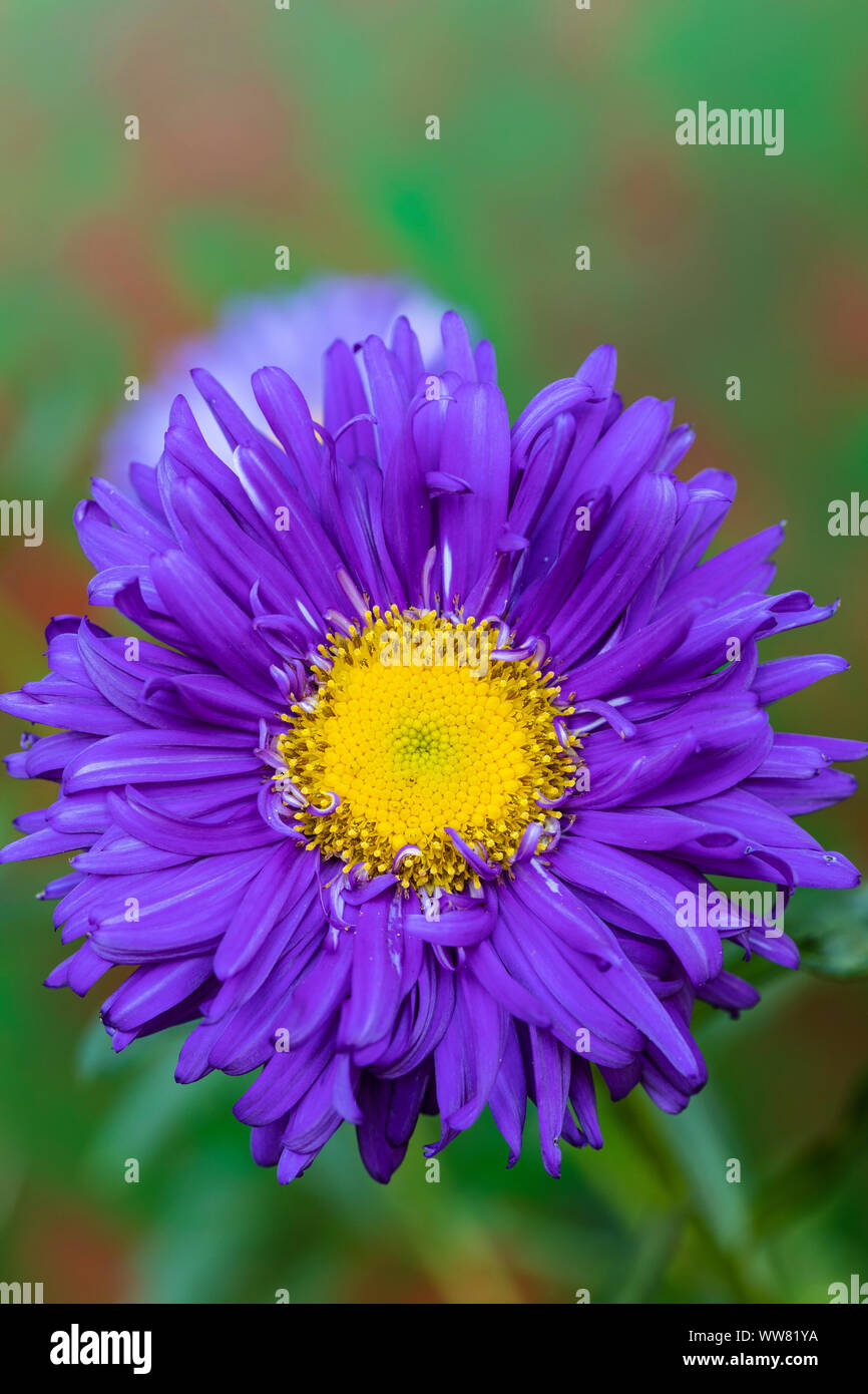 China aster hi-res stock photography and images - Alamy