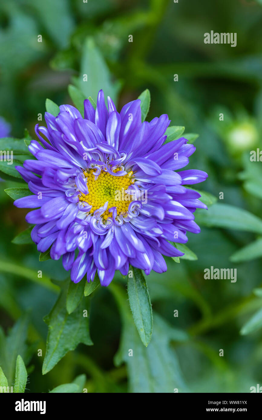China aster hi-res stock photography and images - Alamy