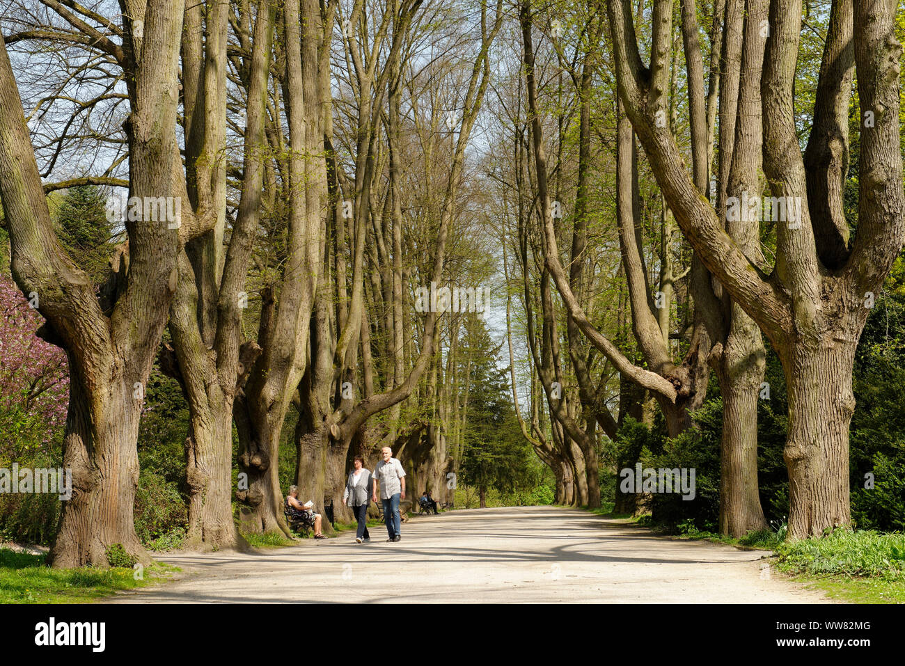 Rombergpark botanical garden hi-res stock photography and images - Alamy