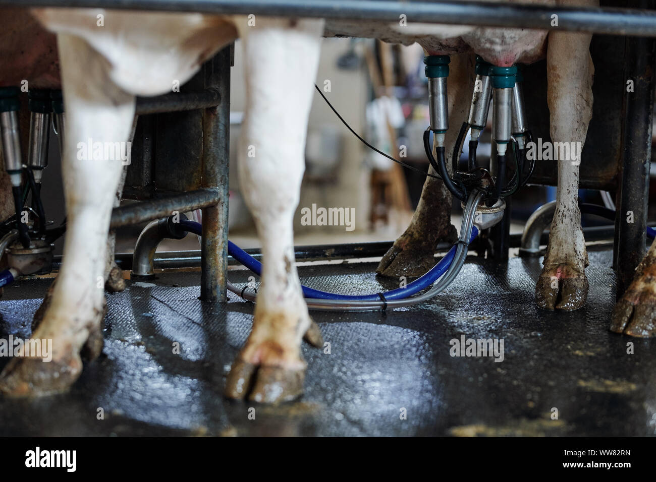 Milking equipment for cows udders hi-res stock photography and images ...