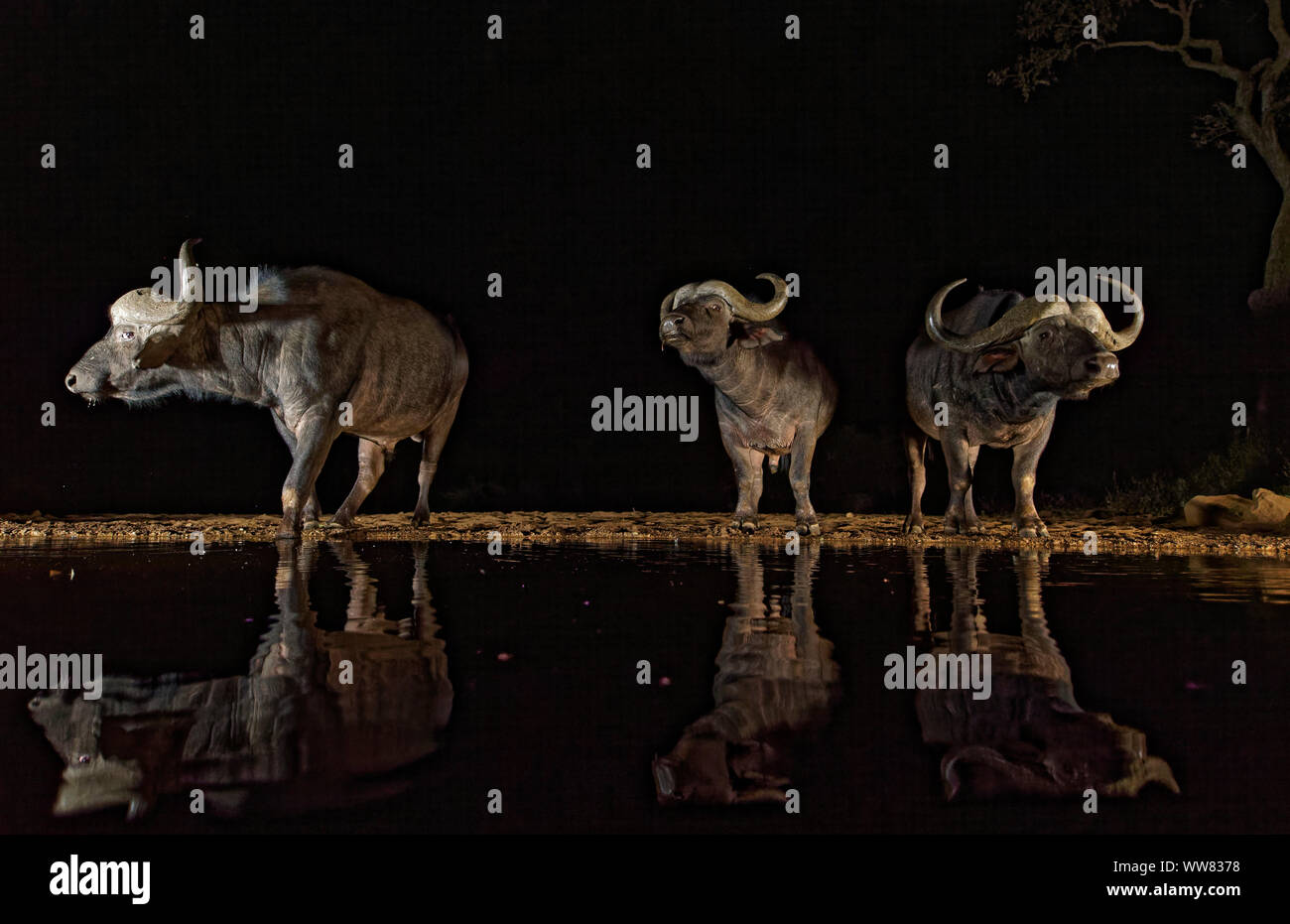Three African buffaloes at night at watering place, KwaZulu-Natal ...