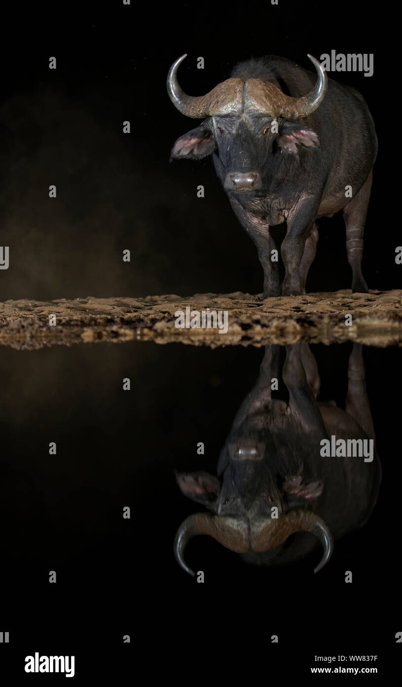 African buffalo at night at watering place, reflection, KwaZulu-Natal ...