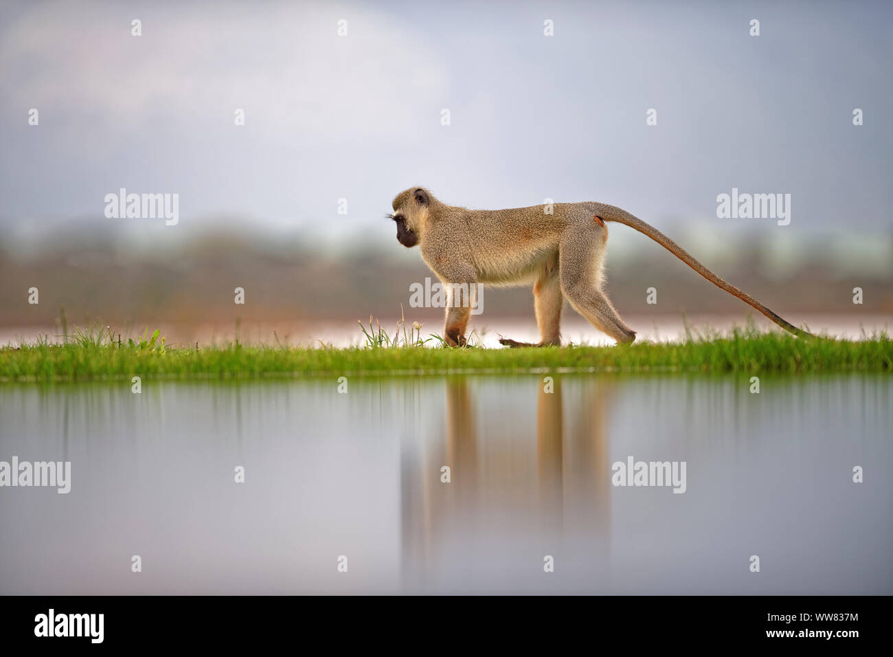 Vervet monkey at lakeside, KwaZulu-Natal, South Africa Stock Photo - Alamy