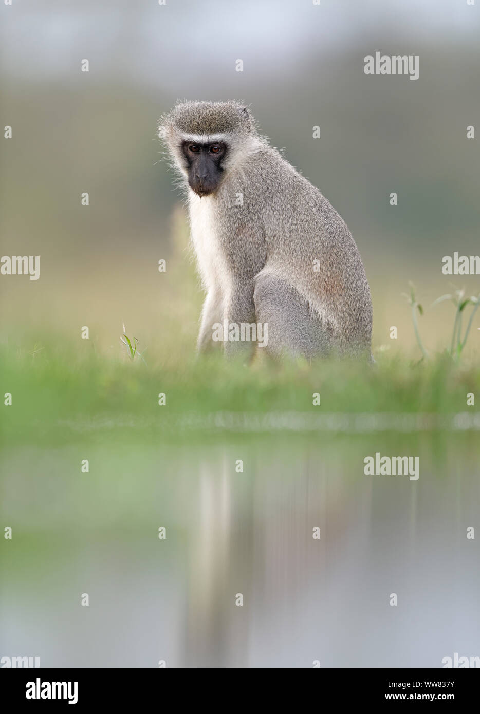 Vervet monkey at lakeside, KwaZulu-Natal, South Africa Stock Photo - Alamy