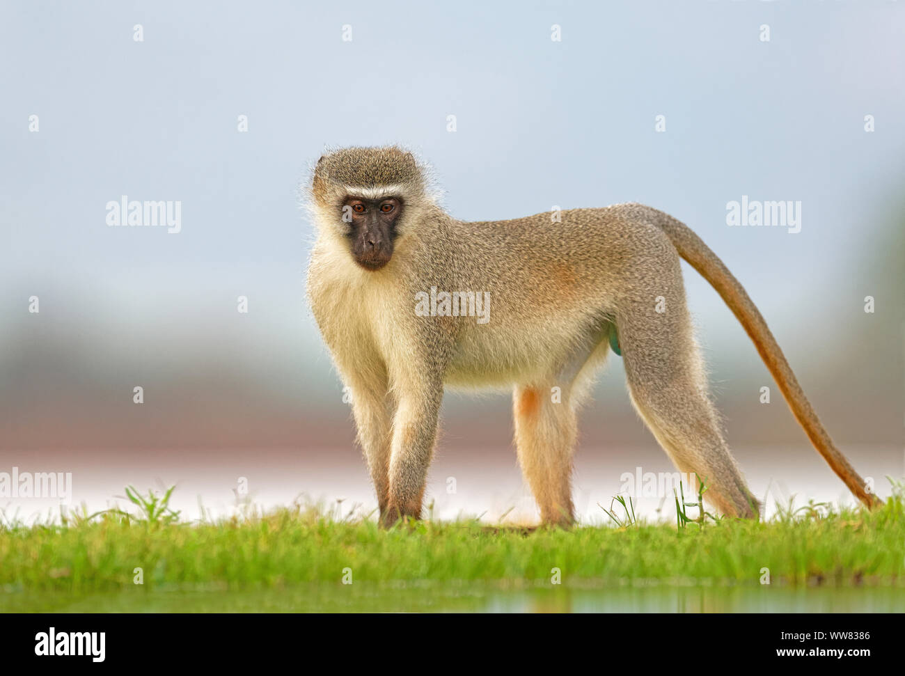 Vervet monkey at lakeside, KwaZulu-Natal, South Africa Stock Photo - Alamy