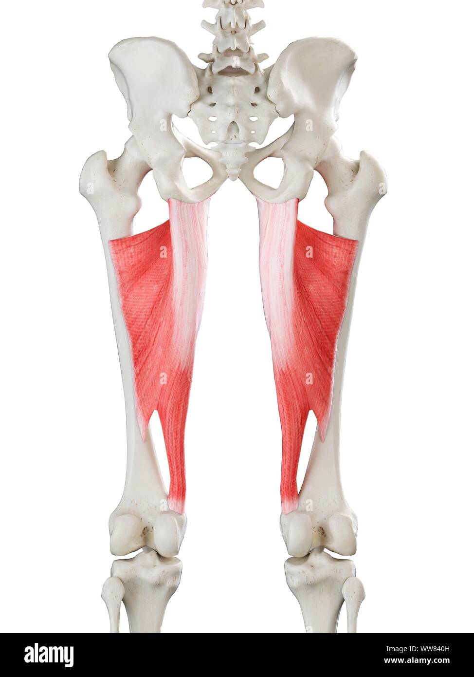 Adductor magnus muscle, illustration Stock Photo - Alamy