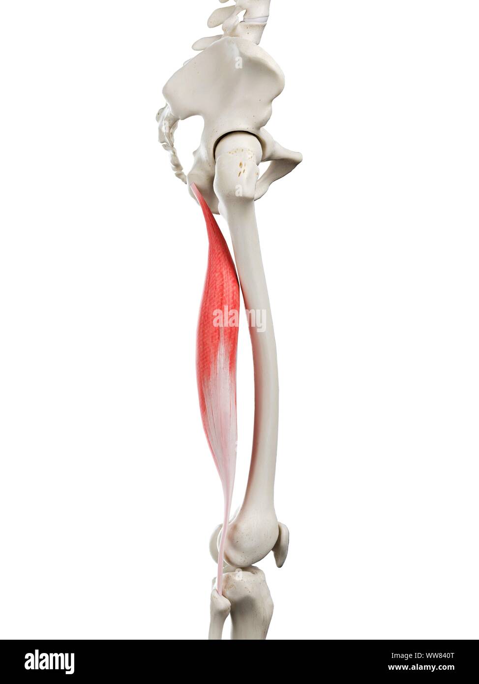 Biceps Femoris Longus Muscle High Resolution Stock Photography and ...