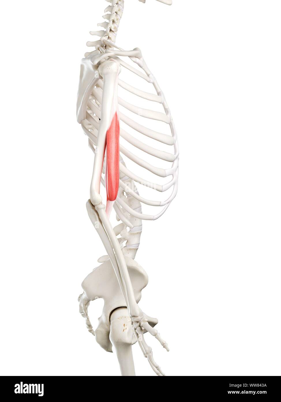 Biceps tendons hi-res stock photography and images - Alamy