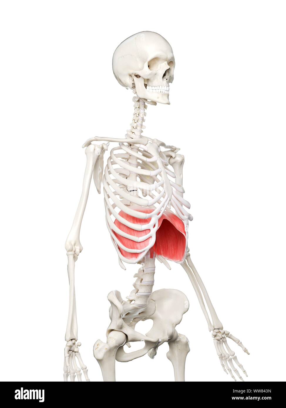 Diaphragm woman Cut Out Stock Images & Pictures - Alamy