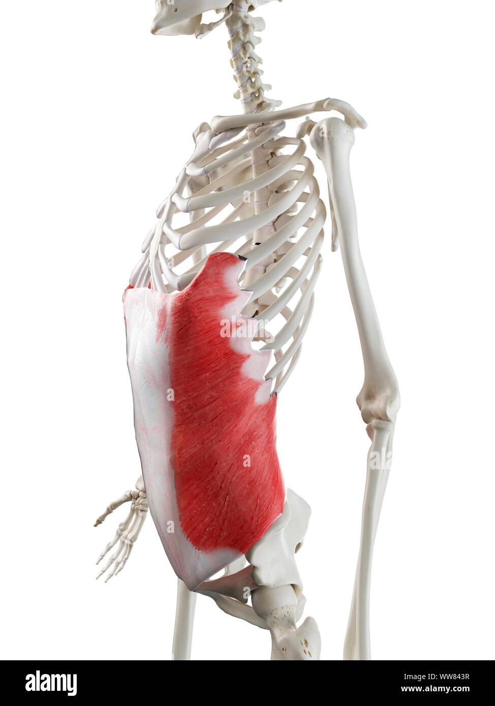 External Oblique Muscle