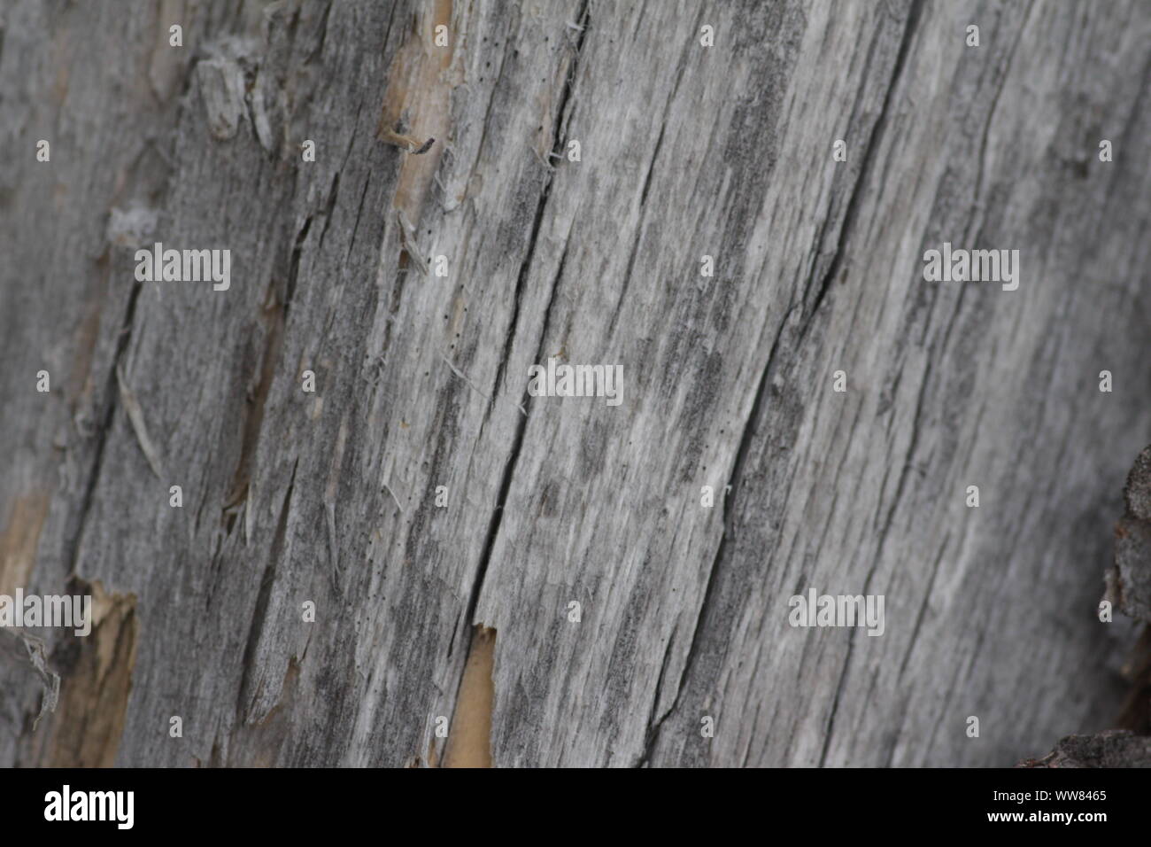 tree surface background texture close-up Stock Photo - Alamy