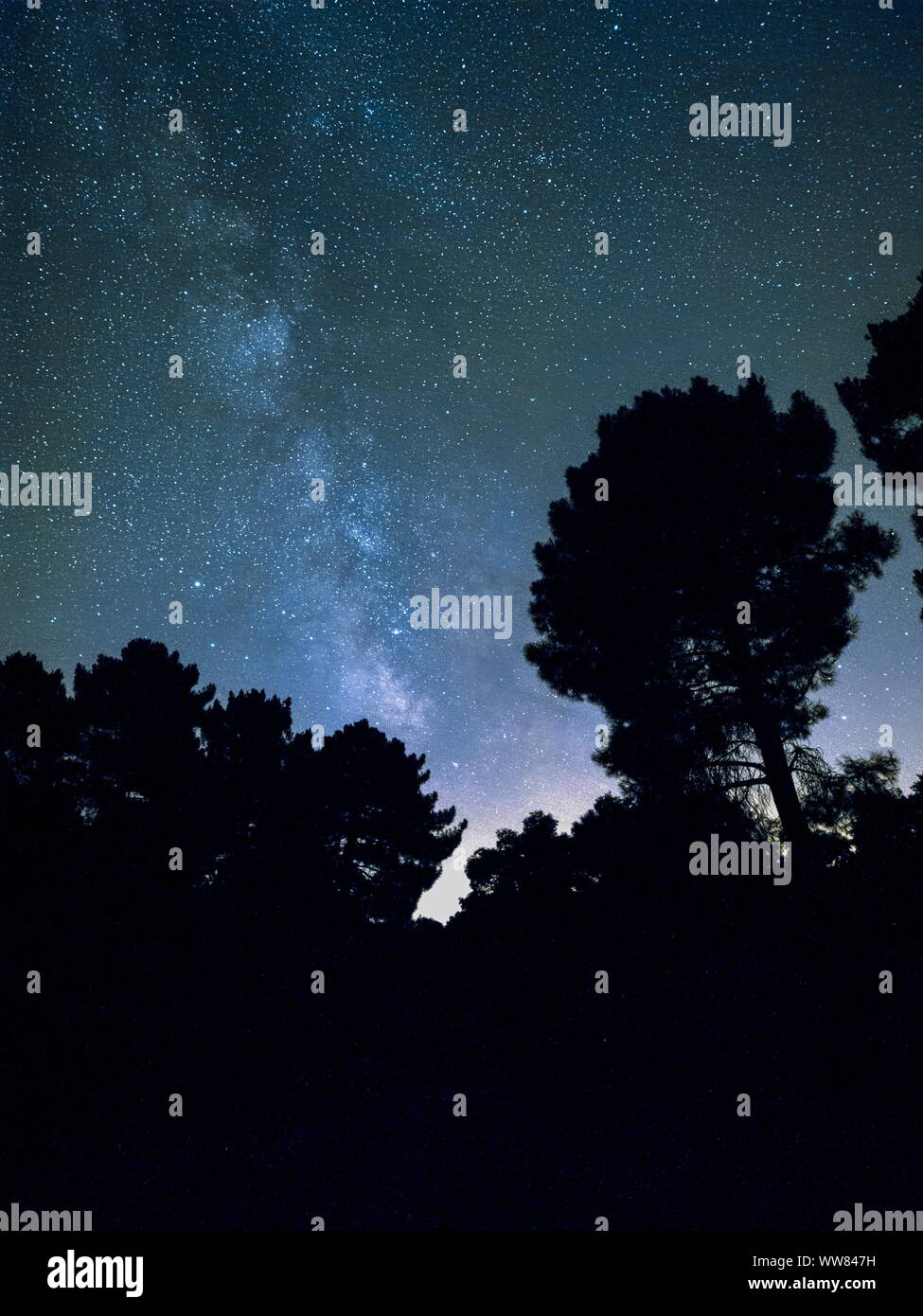 Milky Way over the pine trees Long time exposure night landscape with ...