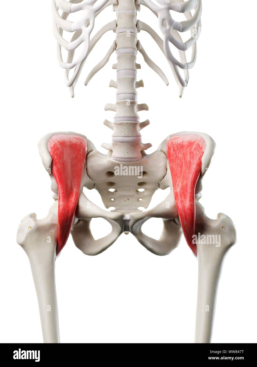 Iliacus muscle, illustration Stock Photo - Alamy