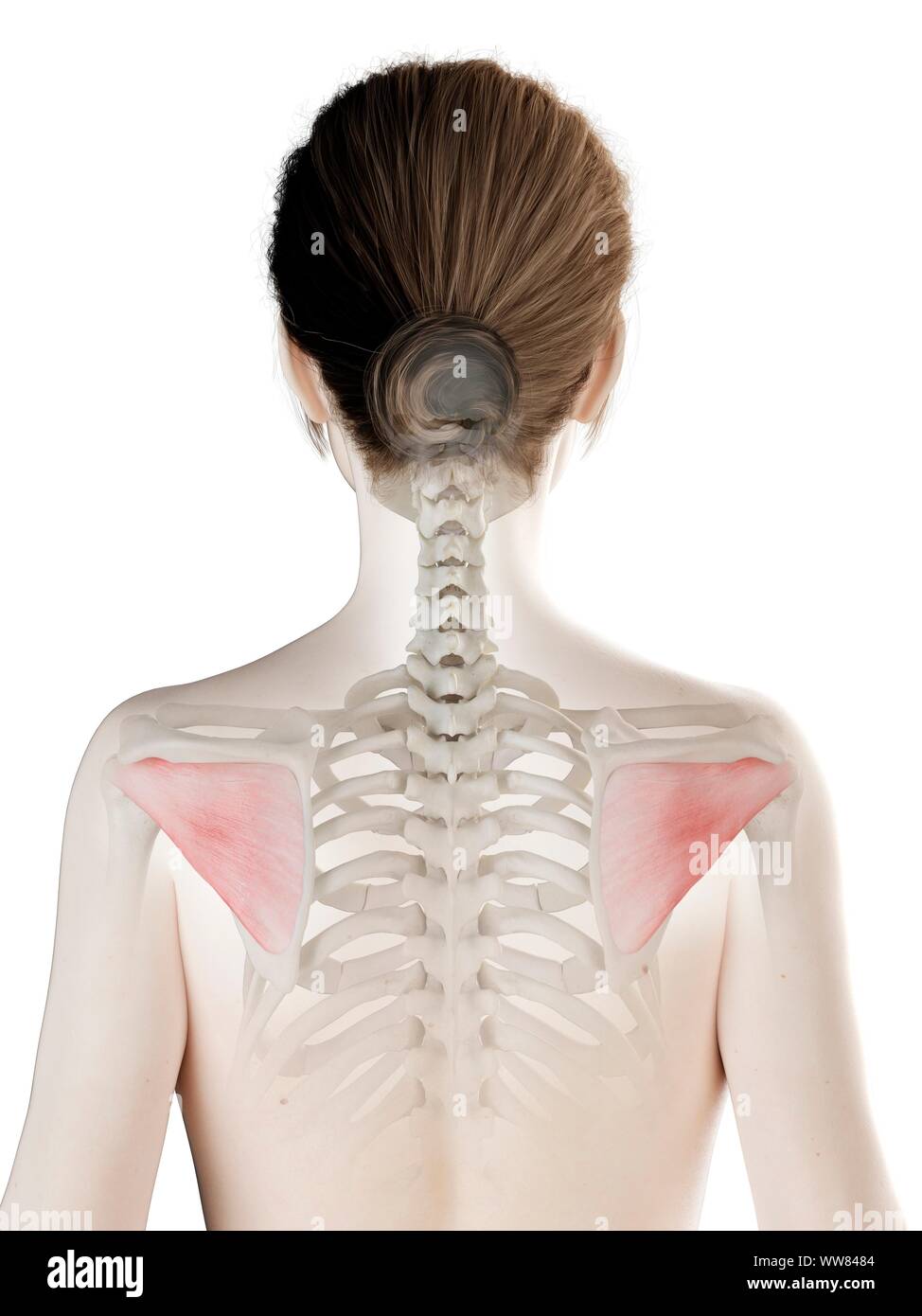 Infraspinatus muscle, illustration Stock Photo - Alamy