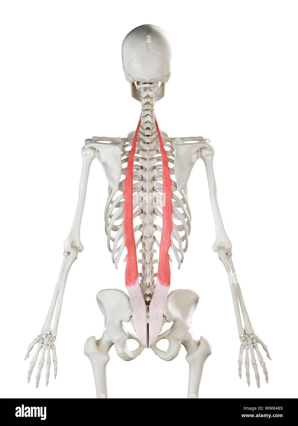 Iliocostalis muscle, illustration Stock Photo - Alamy