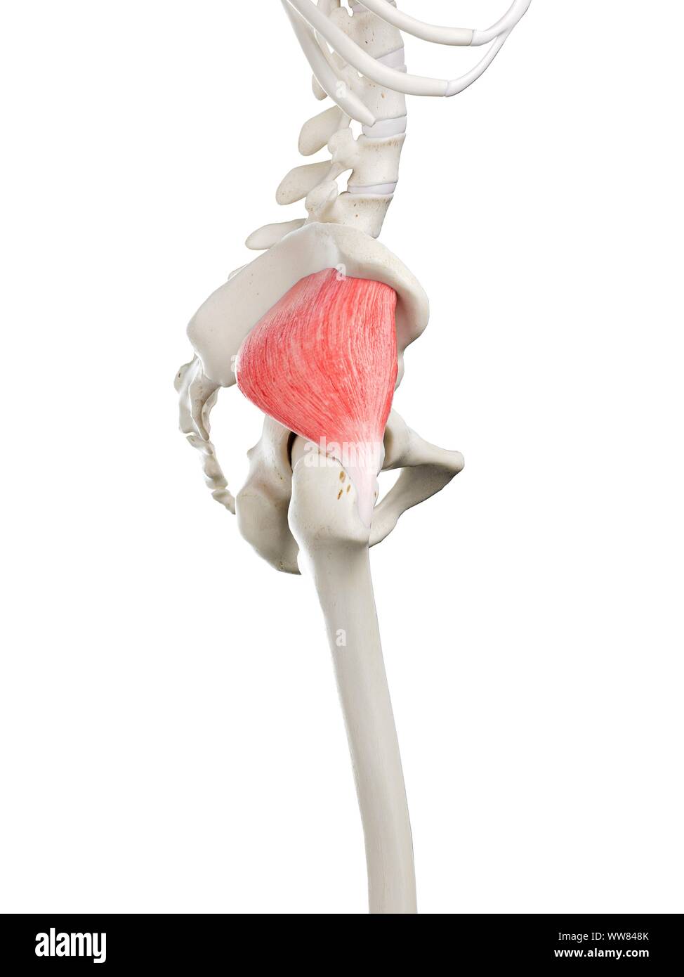 Gluteus minimus muscle, illustration Stock Photo - Alamy