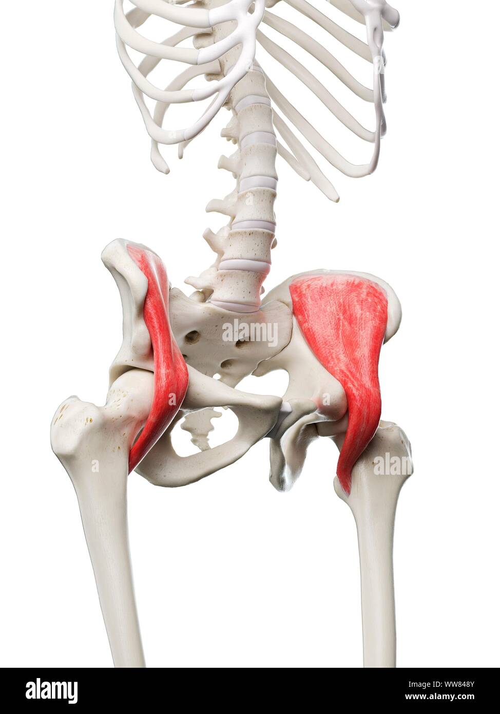 Iliacus muscle, illustration Stock Photo - Alamy