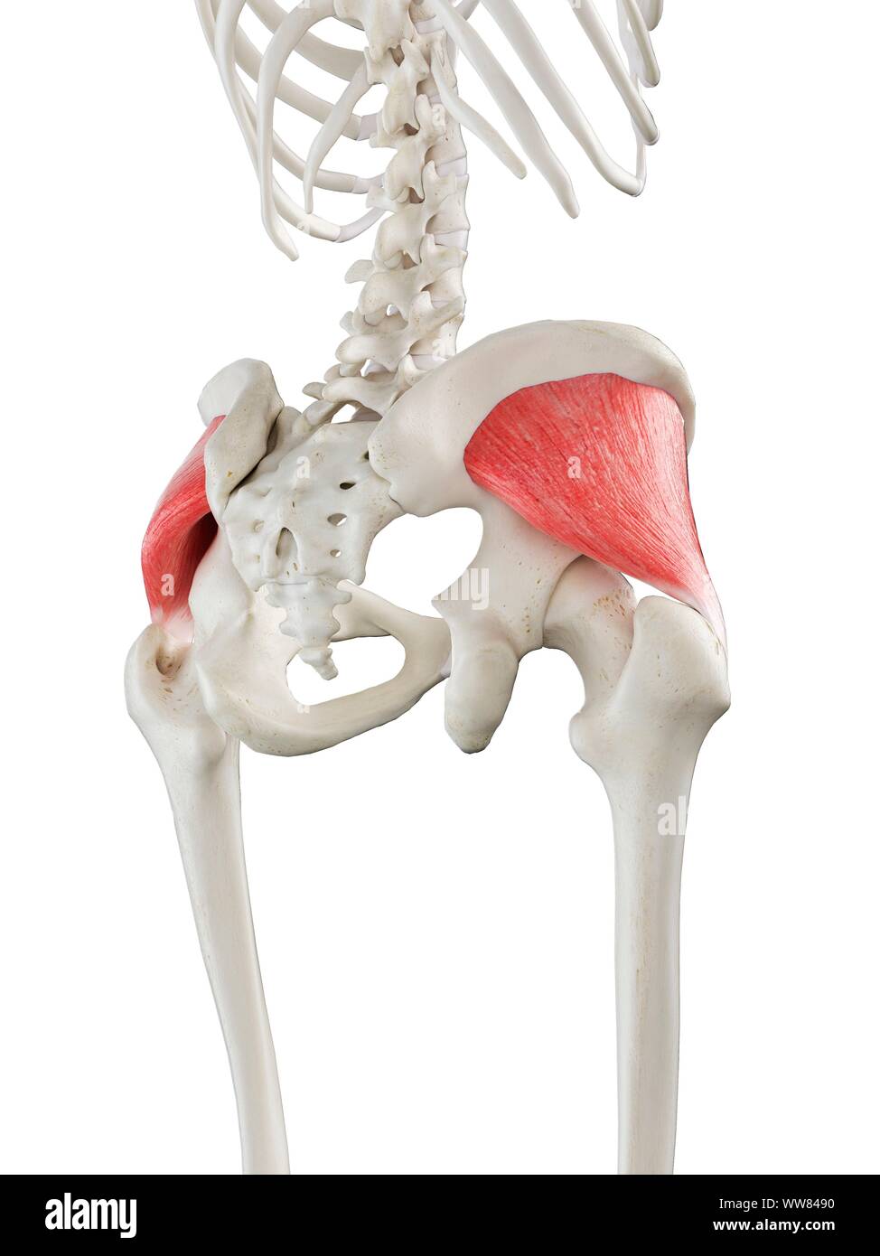 Gluteus minimus muscle, illustration Stock Photo - Alamy