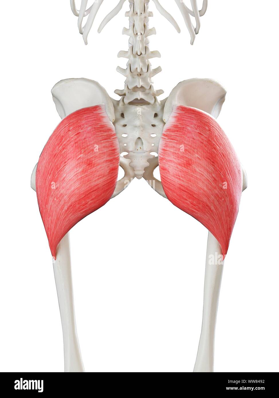 Gluteus maximus muscle, illustration Stock Photo - Alamy