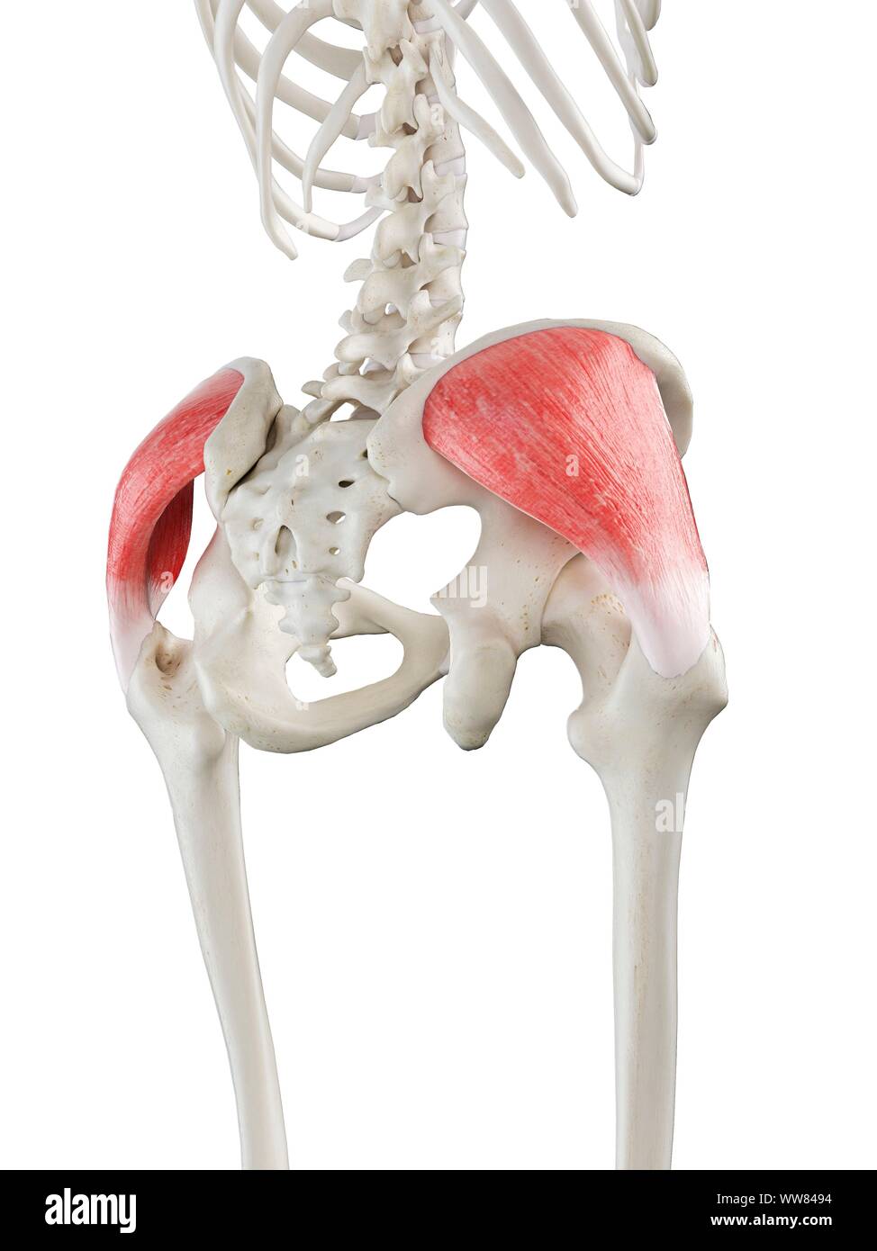 Gluteus medius muscle, illustration Stock Photo - Alamy