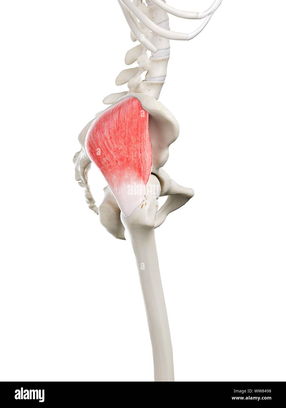 Gluteus medius muscle, illustration Stock Photo - Alamy