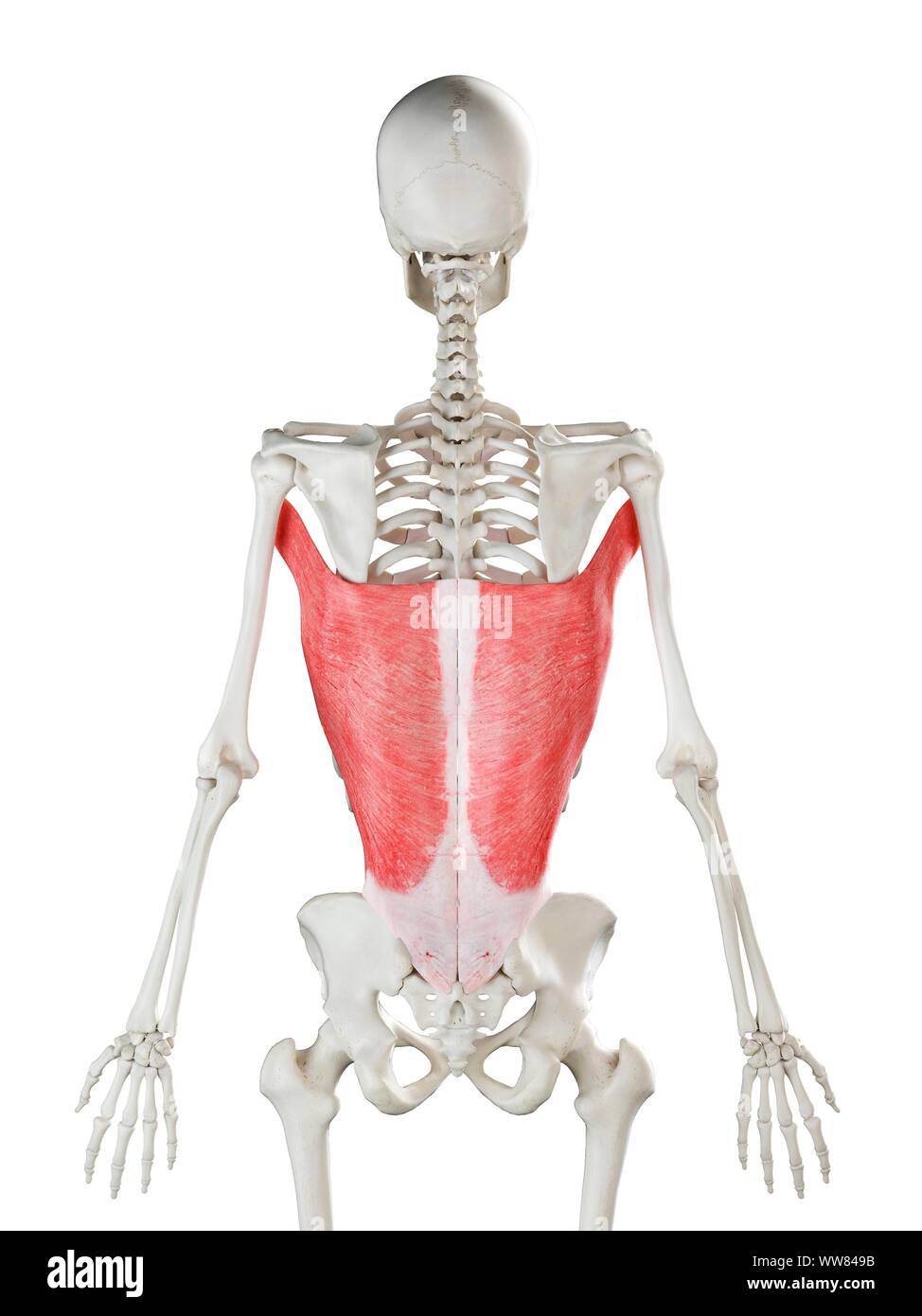 Latissimus dorsi muscle Cut Out Stock Images & Pictures - Alamy