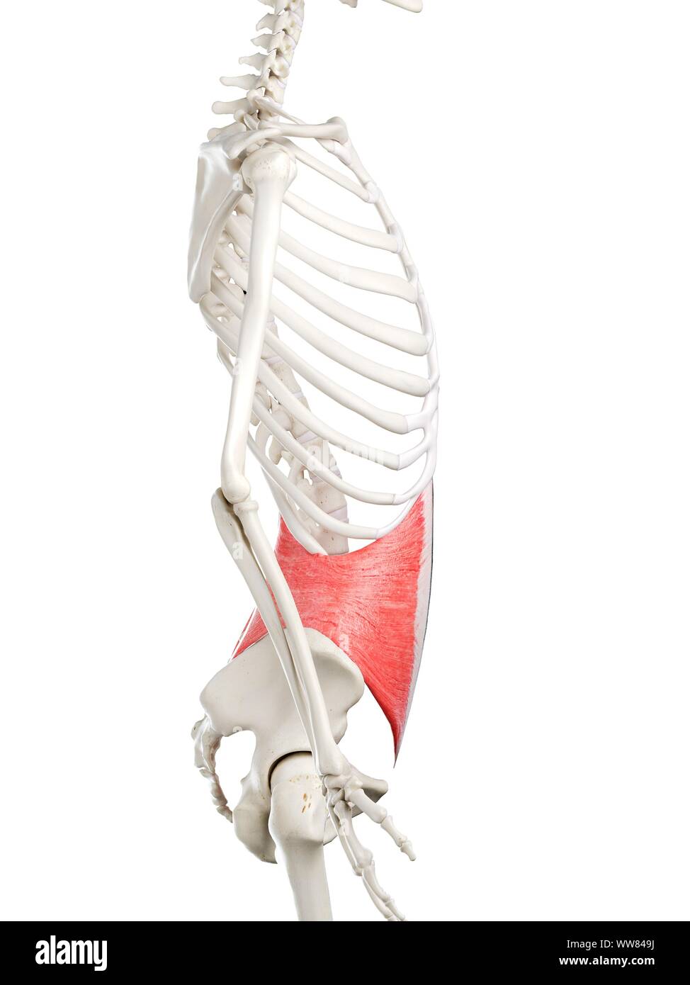 Internal oblique muscle, illustration Stock Photo - Alamy