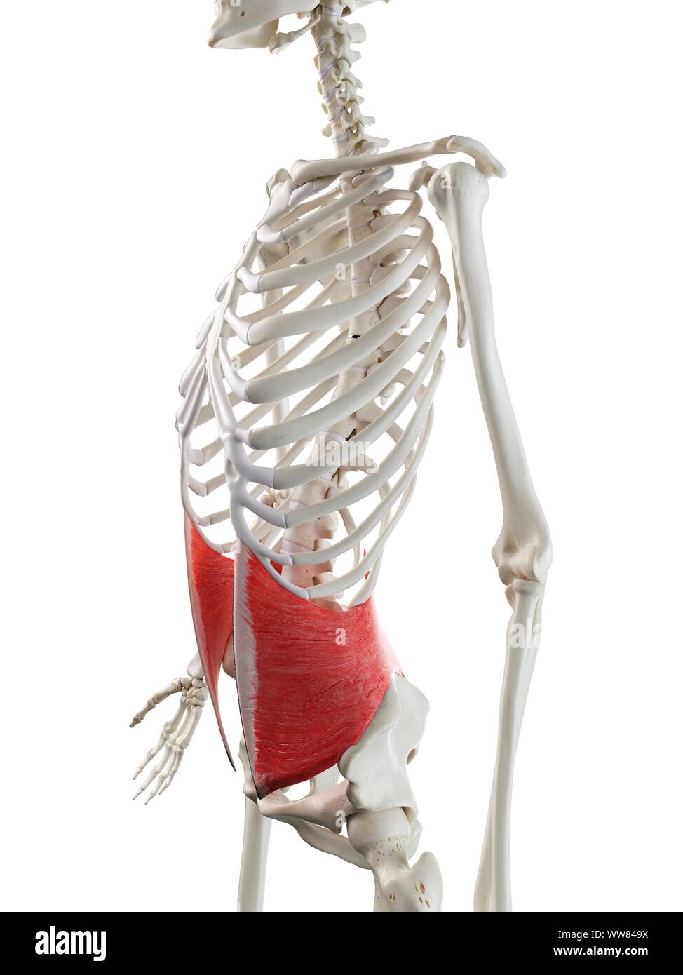 Internal oblique muscle, illustration Stock Photo - Alamy