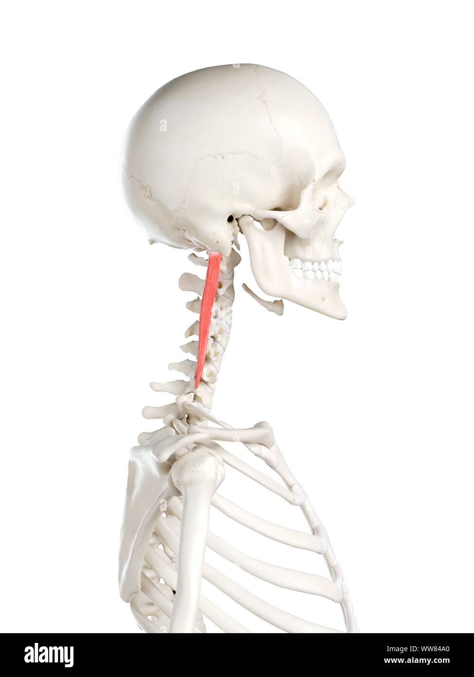 Longissimus capitis hi-res stock photography and images - Alamy