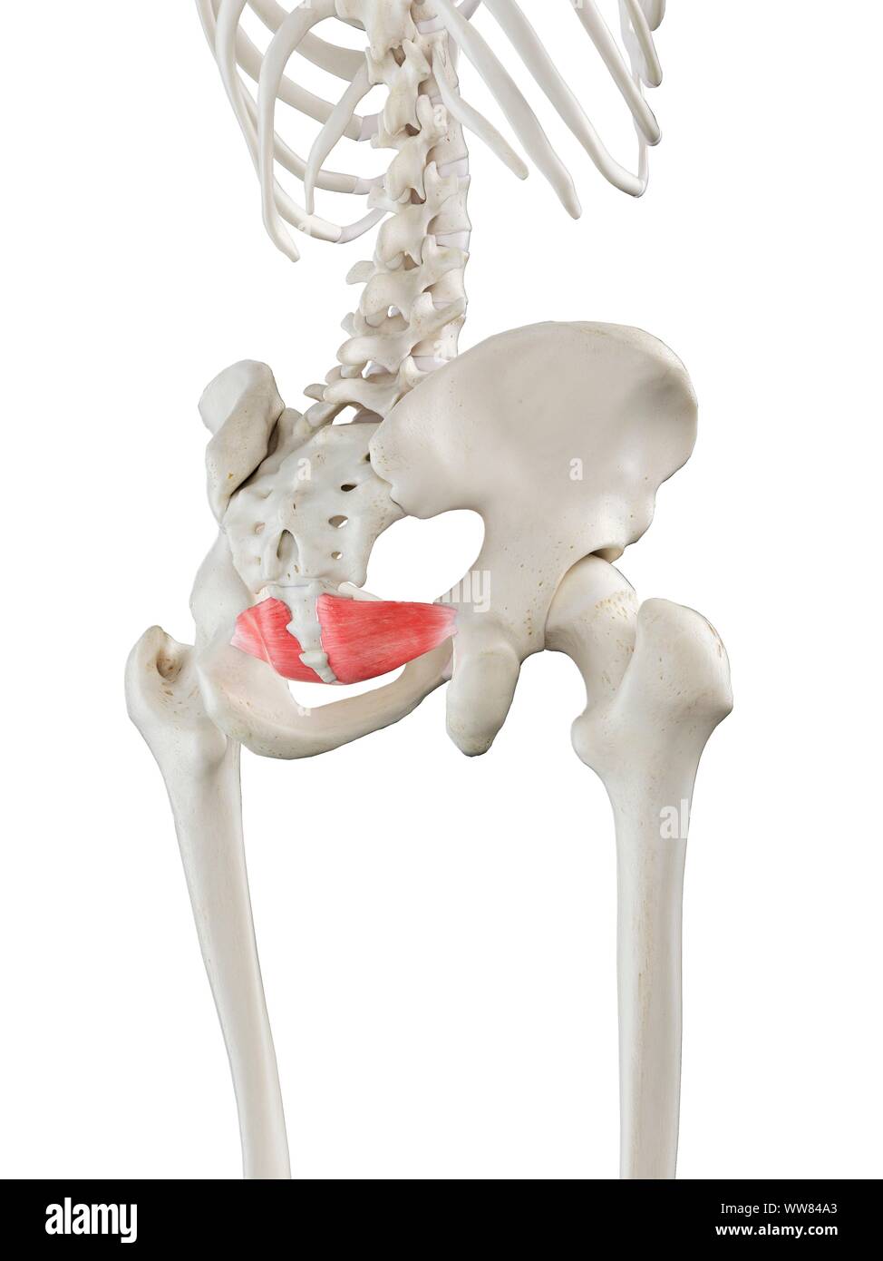 Iliococcygeus muscle, illustration Stock Photo - Alamy