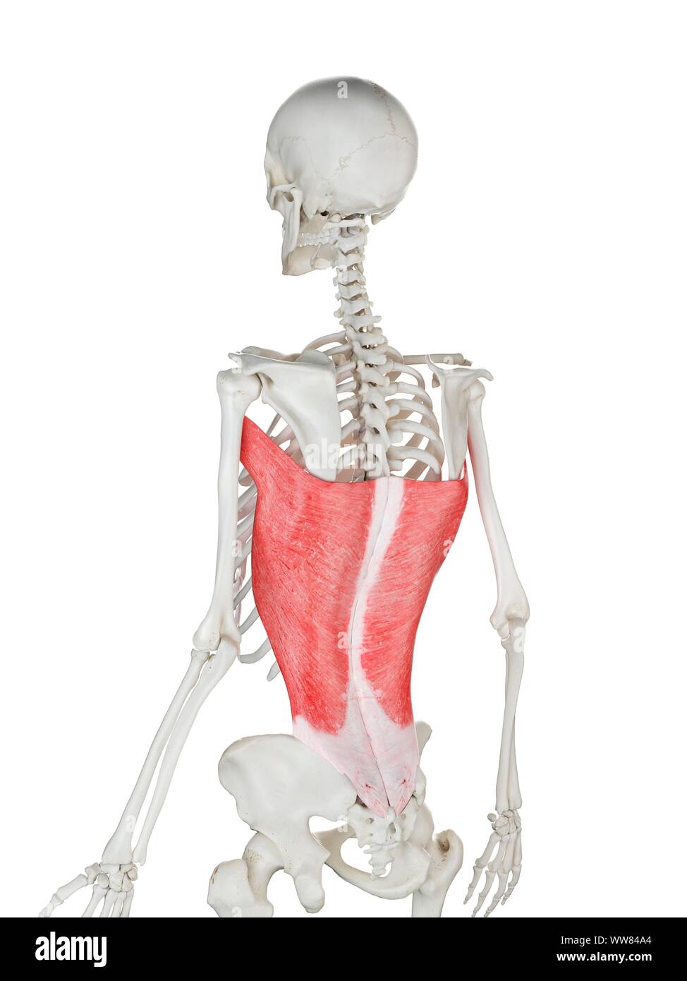 Latissimus dorsi muscle, illustration Stock Photo - Alamy