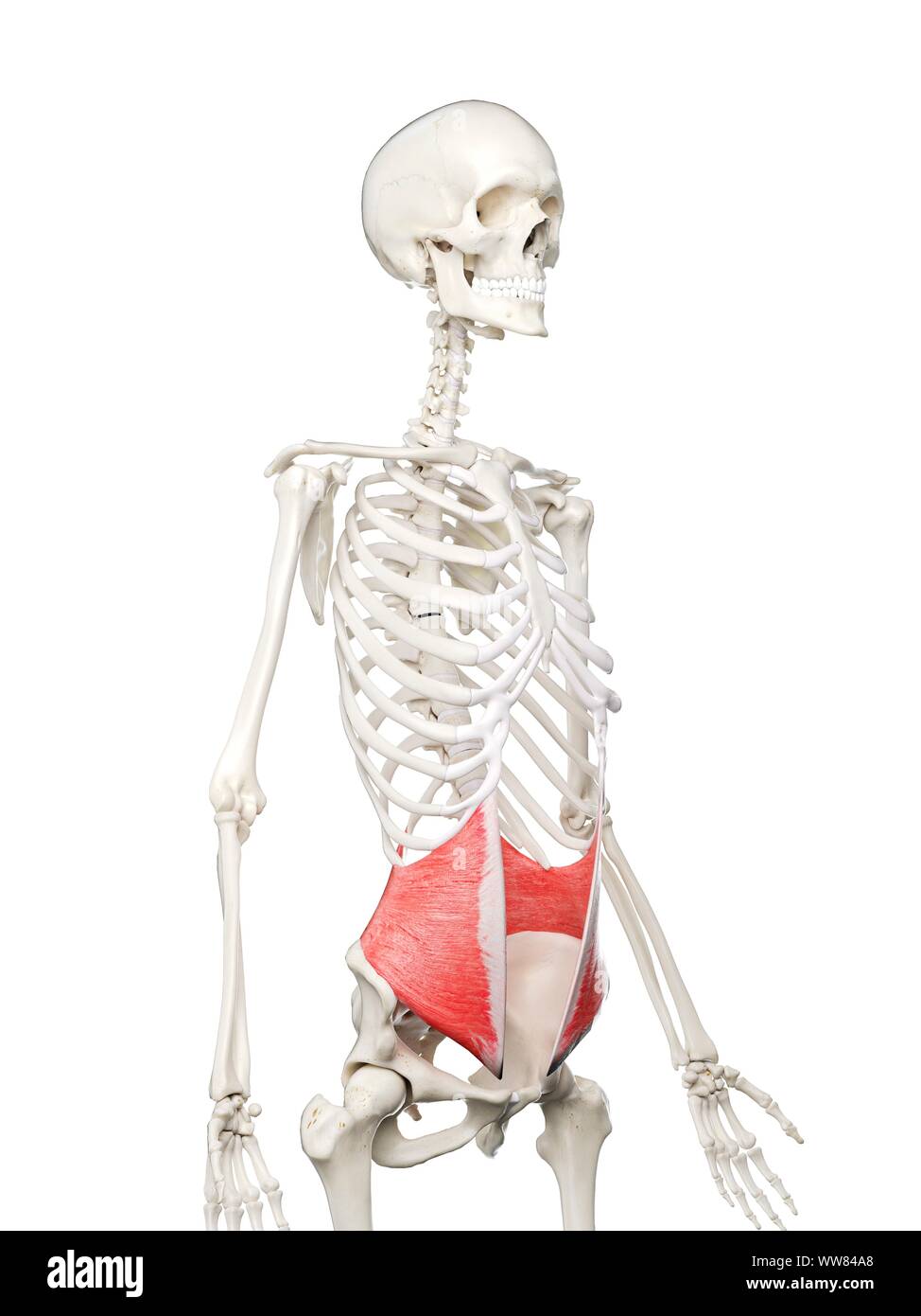 Internal oblique muscle, illustration Stock Photo - Alamy