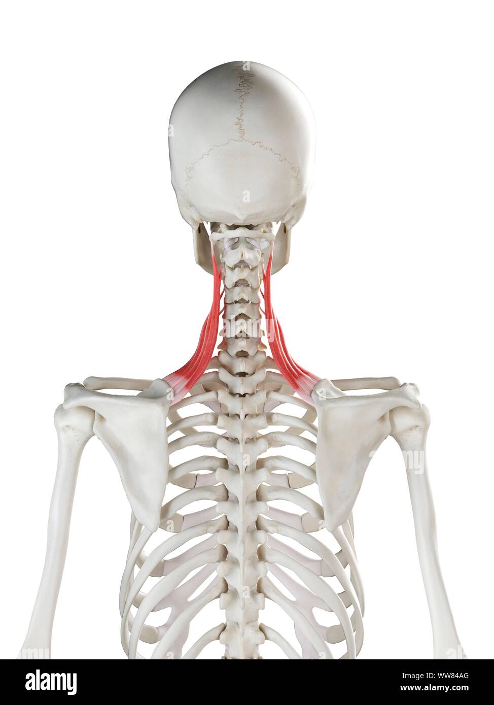 Levator scapularis muscle, illustration Stock Photo - Alamy