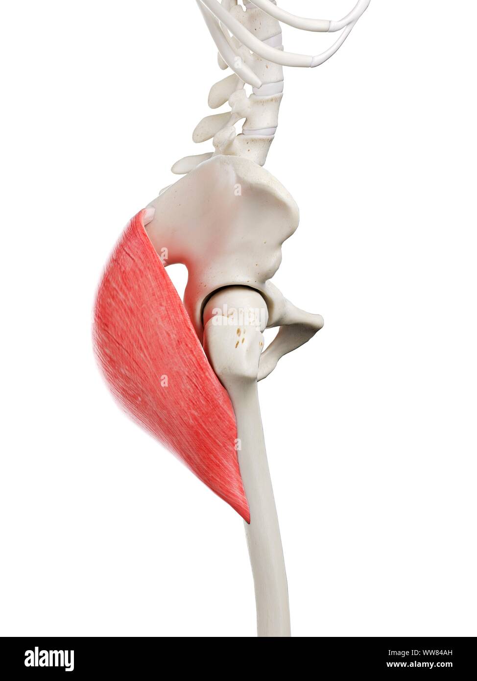 Gluteus maximus muscle, illustration Stock Photo - Alamy