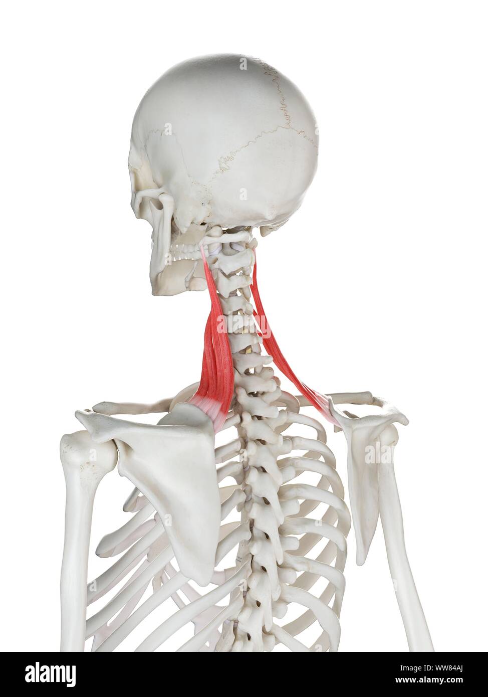 Levator scapularis muscle, illustration Stock Photo - Alamy