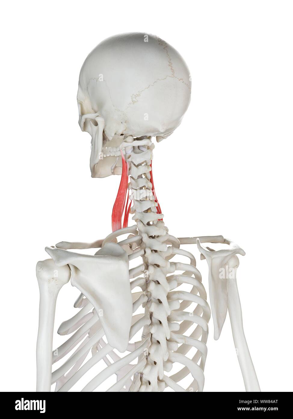 Scalene Muscle High Resolution Stock Photography and Images - Alamy
