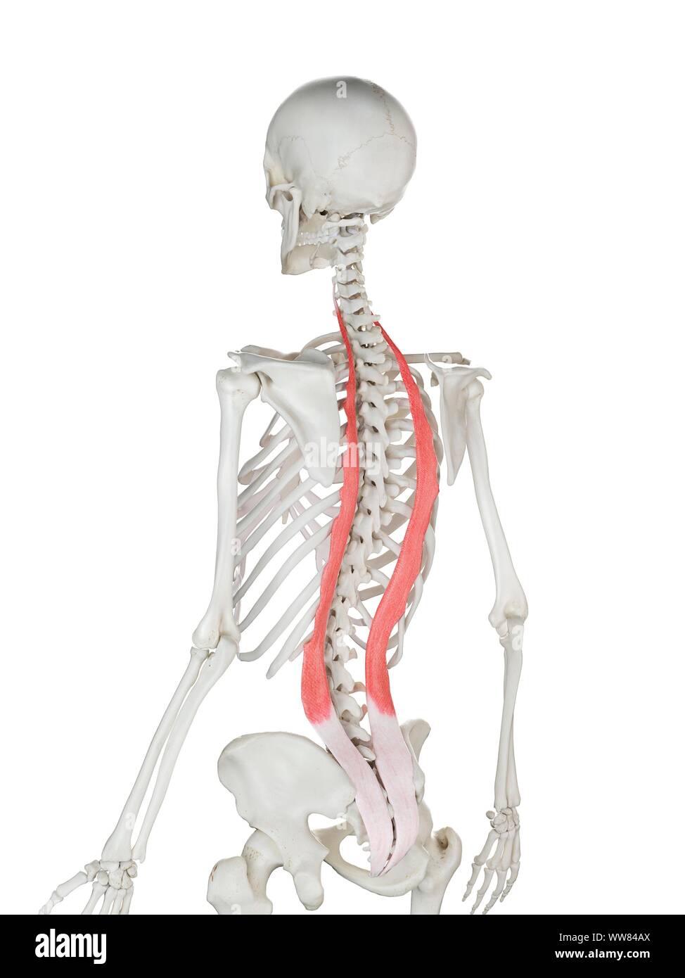 Iliocostalis muscle, illustration Stock Photo - Alamy