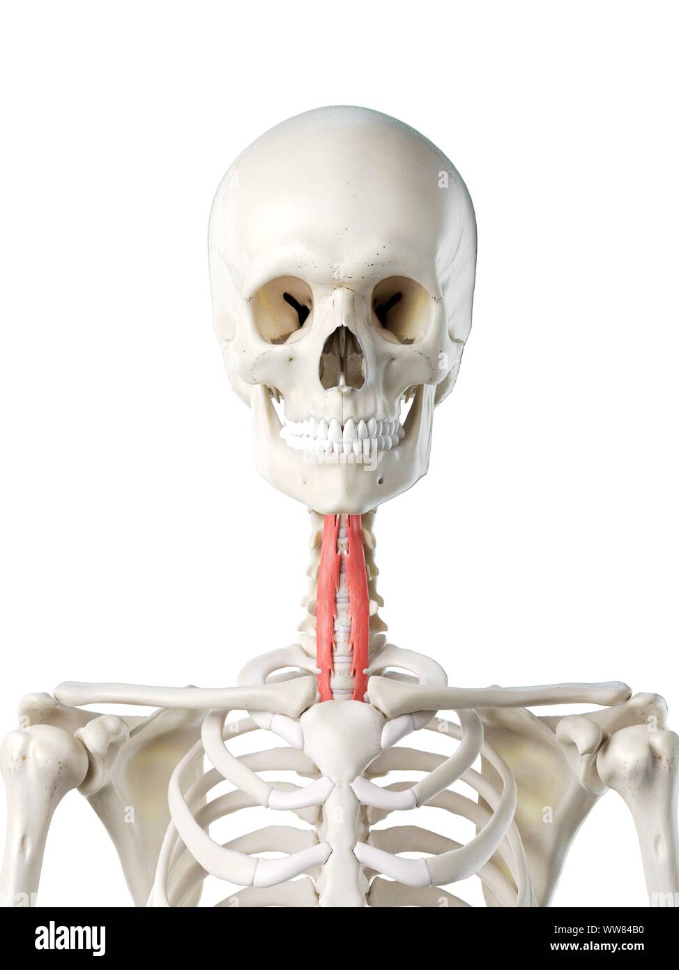 Longus colli muscle, illustration Stock Photo - Alamy