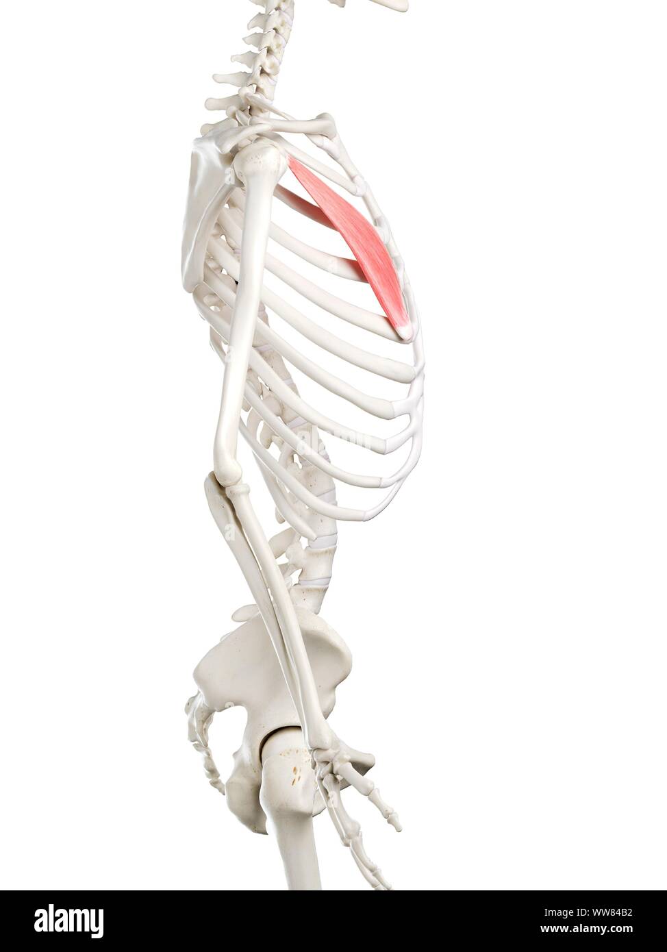 Pectoralis minor muscle, illustration Stock Photo - Alamy