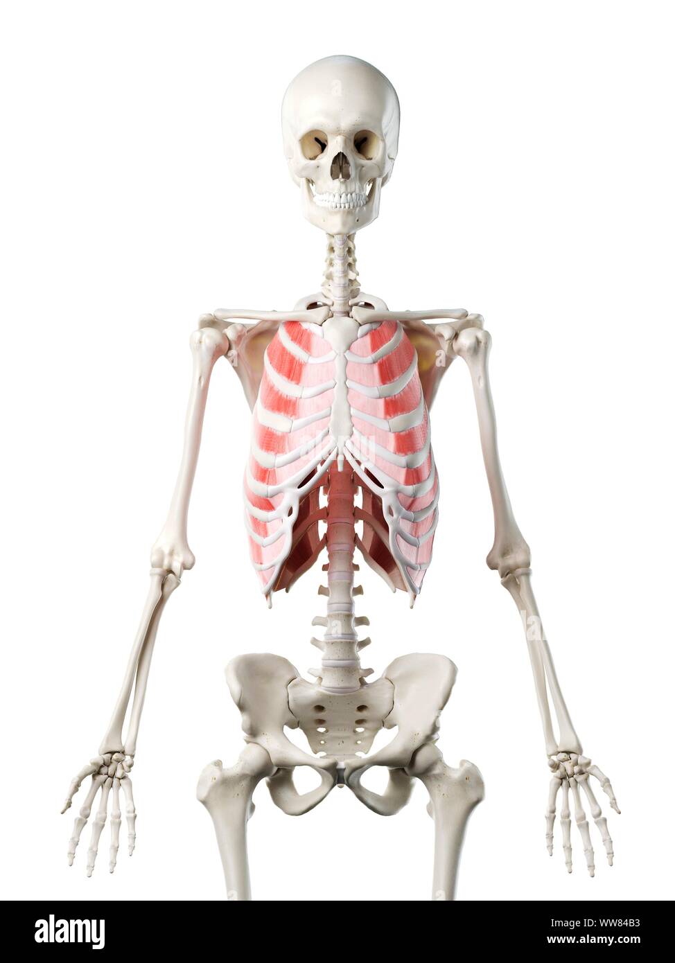 Outer Intercostal muscles, illustration Stock Photo - Alamy