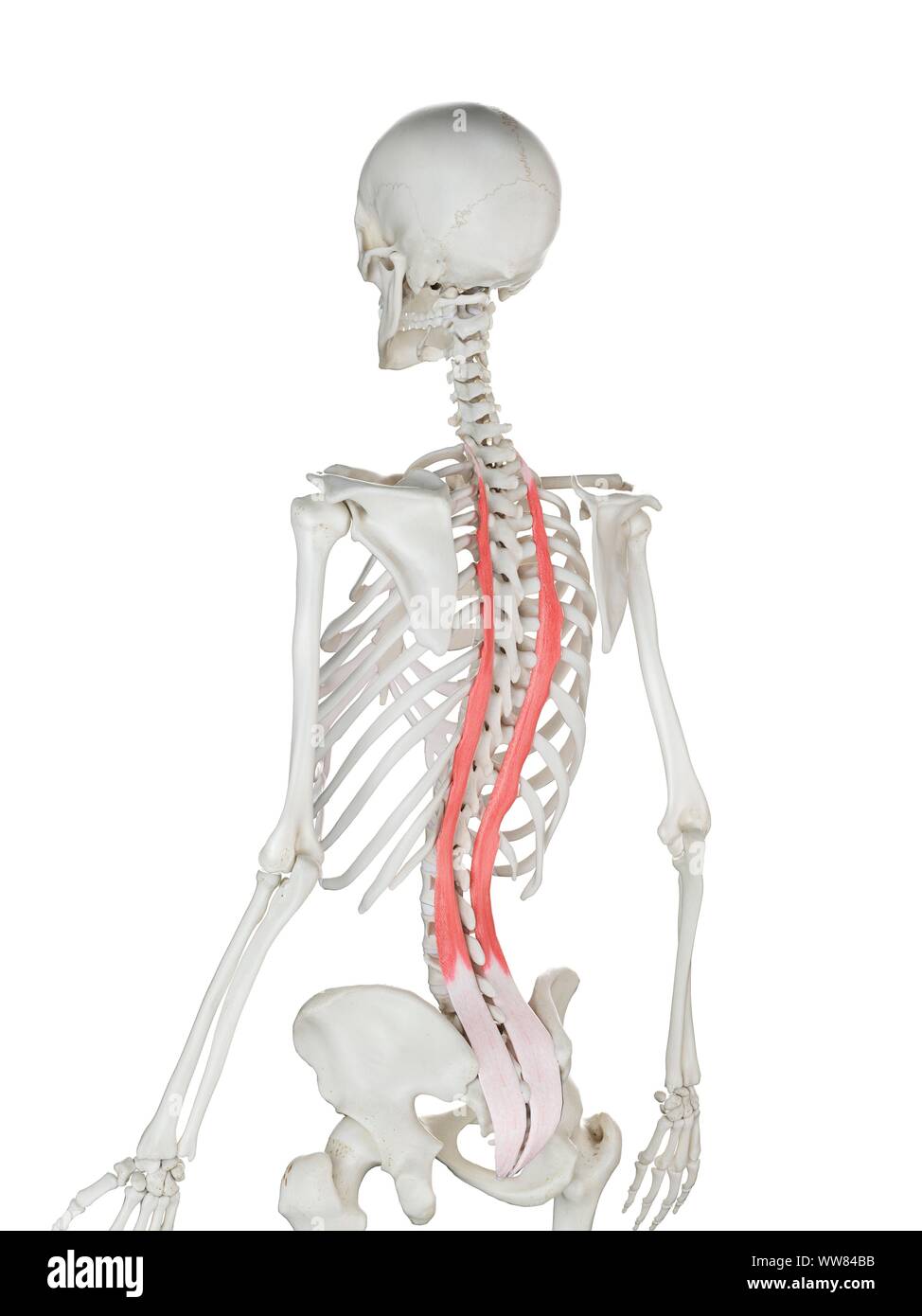 Longissimus thoracis muscle, illustration Stock Photo - Alamy