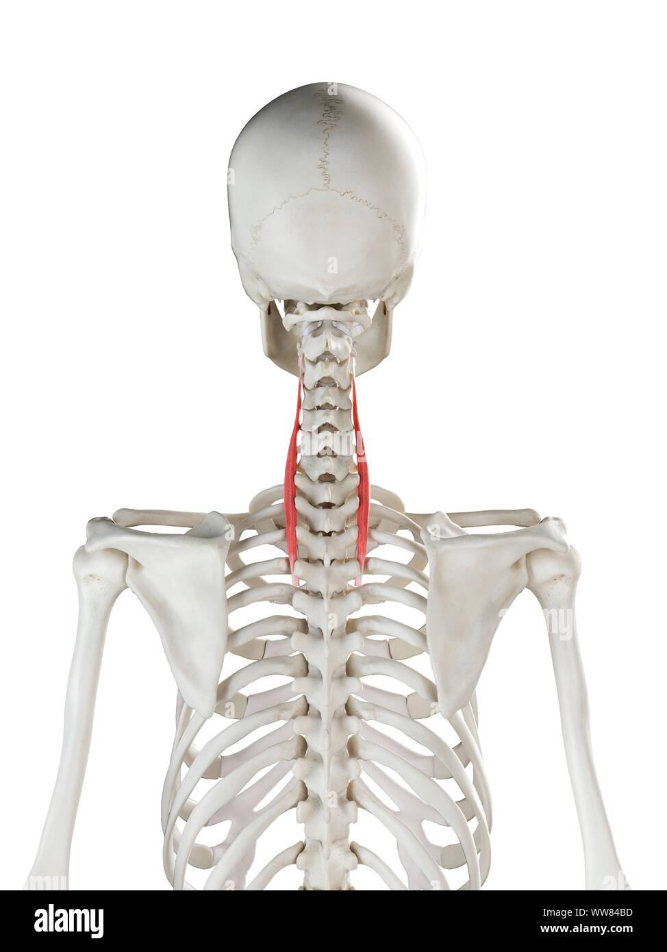 Longissimus cervicis hi-res stock photography and images - Alamy
