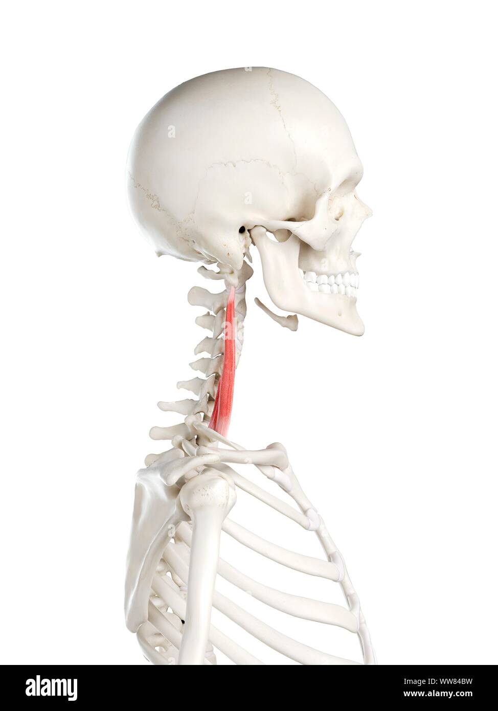 Middle scalene muscle, illustration Stock Photo - Alamy