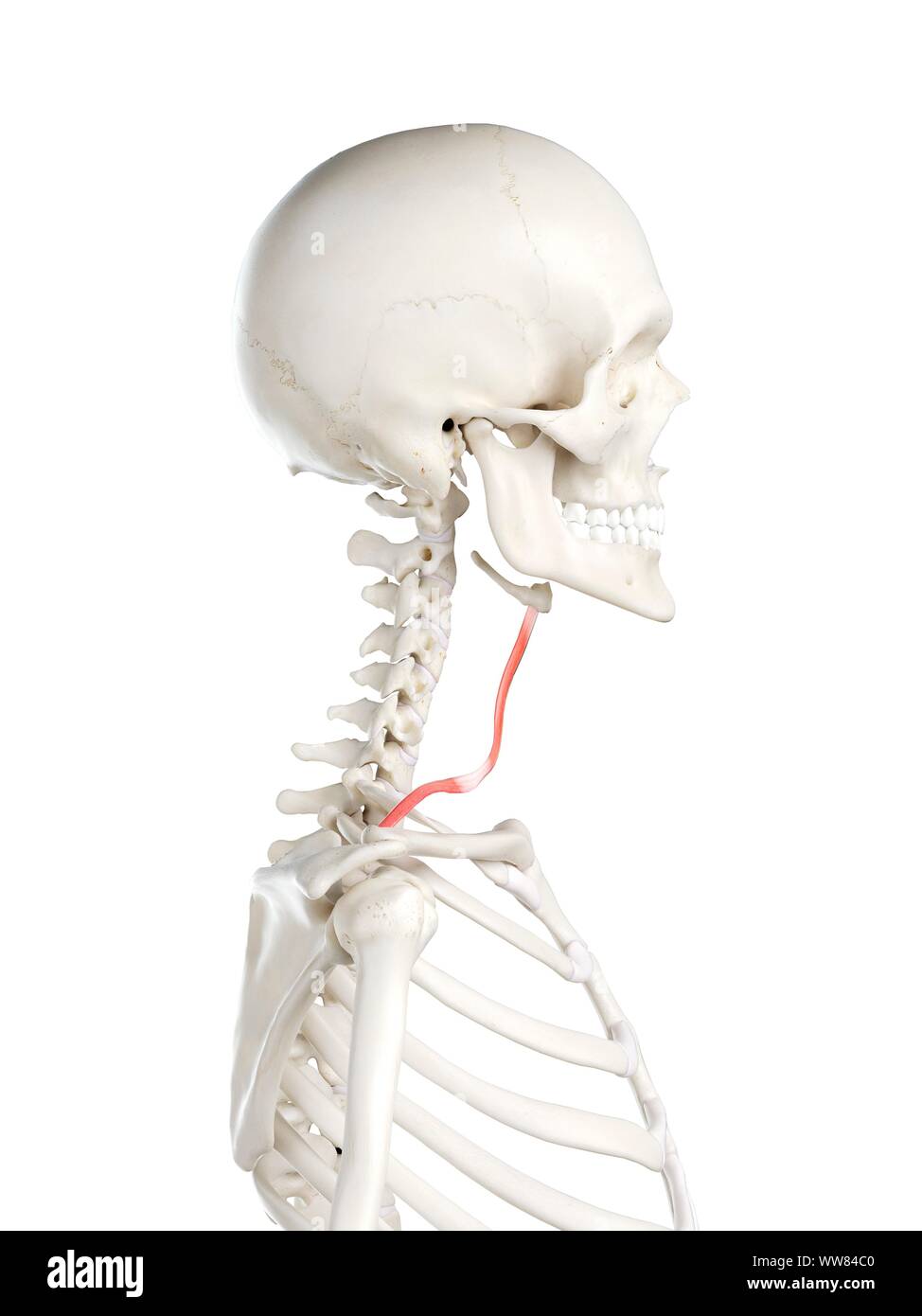 Omohyoid Muscle Origin And Insertion