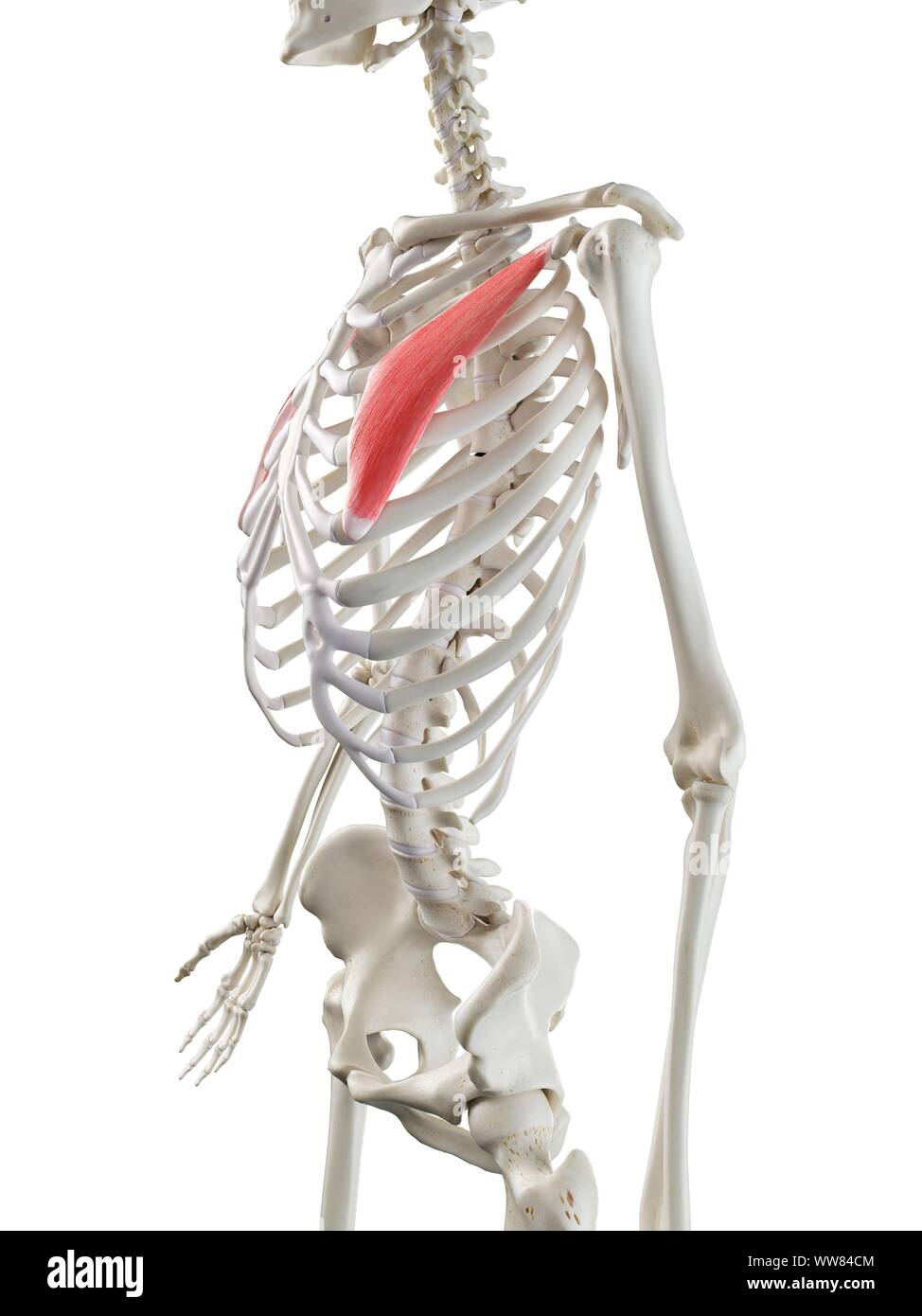 Pectoralis minor muscle, illustration Stock Photo - Alamy