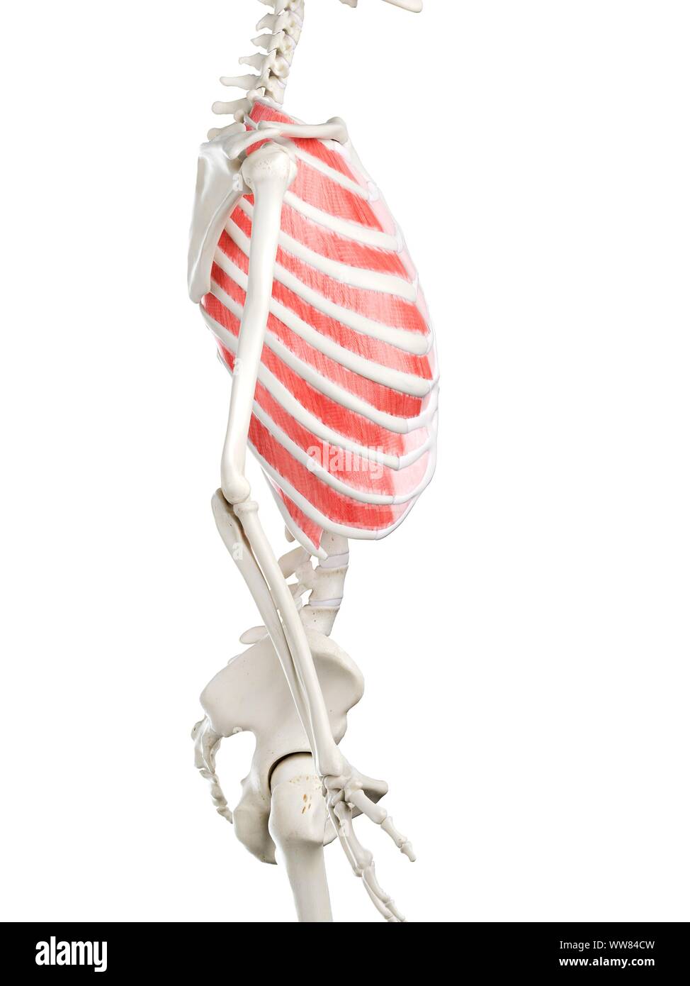 Outer Intercostal muscles, illustration Stock Photo - Alamy